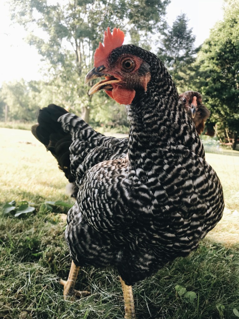 A Look Inside Our Colorful Egg Basket | Chicken Breeds & the Eggs They ...