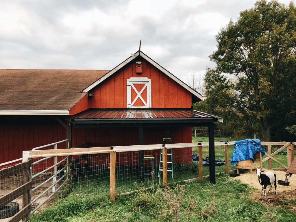 Five Reasons Why We Homestead – SUNSHINE FARM