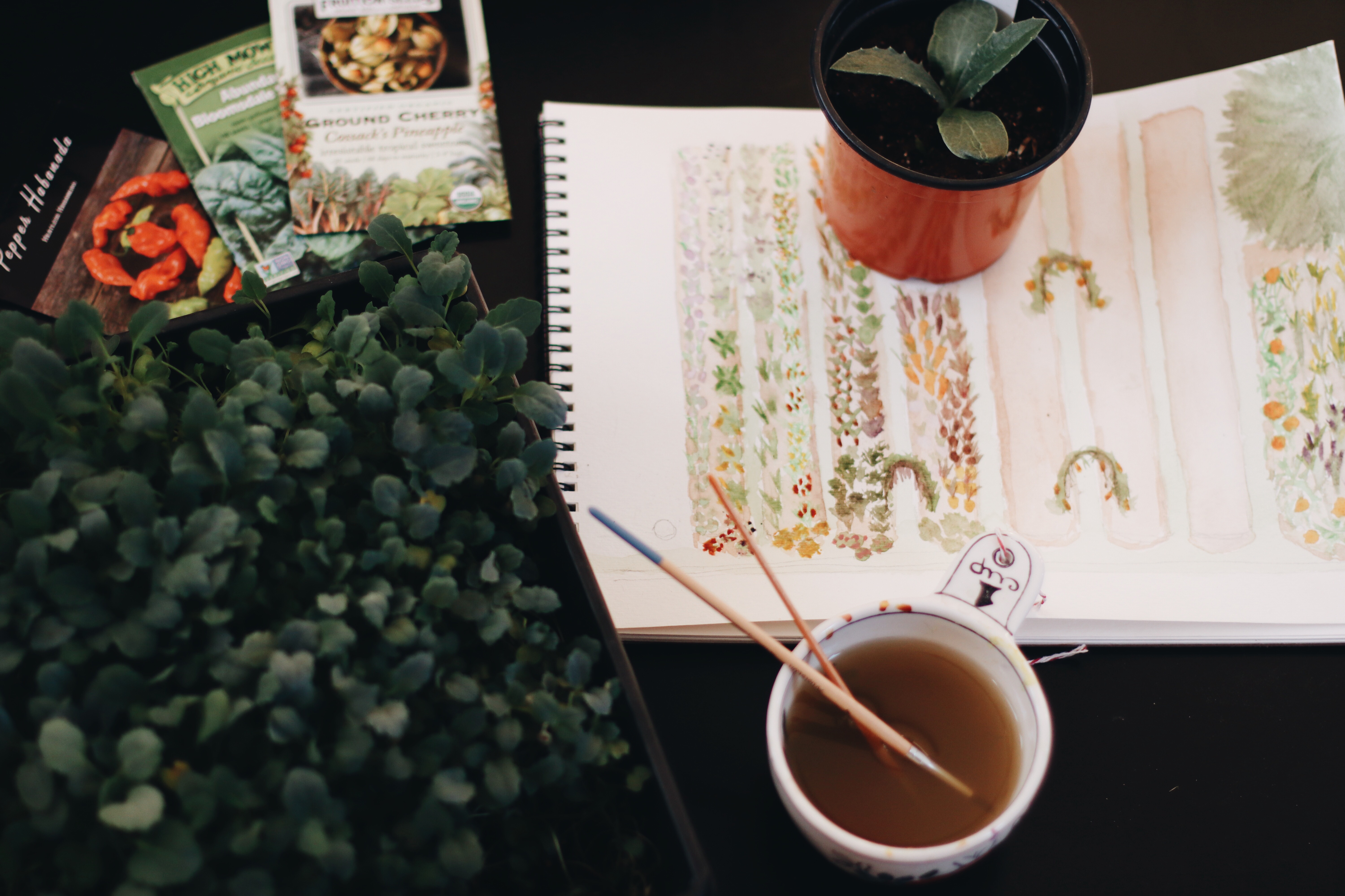 SUNSHINE FARM – Millennial homesteaders pursuing a compassionate ...