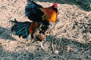 How to Handle Aggression in Roosters | 10 Tips for Success – SUNSHINE FARM