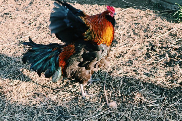 How to Handle Aggression in Roosters | 10 Tips for Success – SUNSHINE FARM
