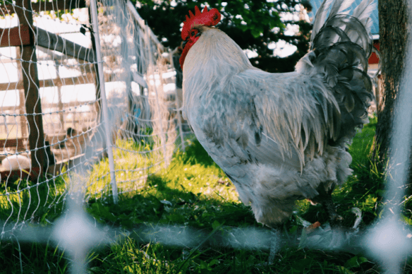 SUNSHINE FARM – Millennial homesteaders pursuing a compassionate ...