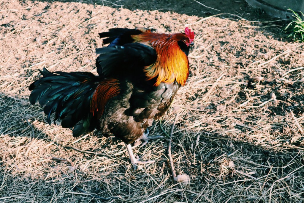 How to Handle Aggression in Roosters | 10 Tips for Success – SUNSHINE FARM