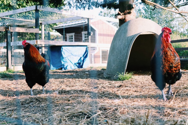 How to Handle Aggression in Roosters | 10 Tips for Success – SUNSHINE FARM