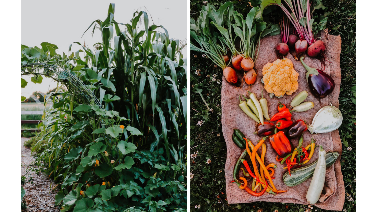 SUNSHINE FARM – Millennial homesteaders pursuing a compassionate ...